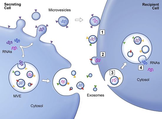 Exosomes Biological Function Clinical Potential And Utility